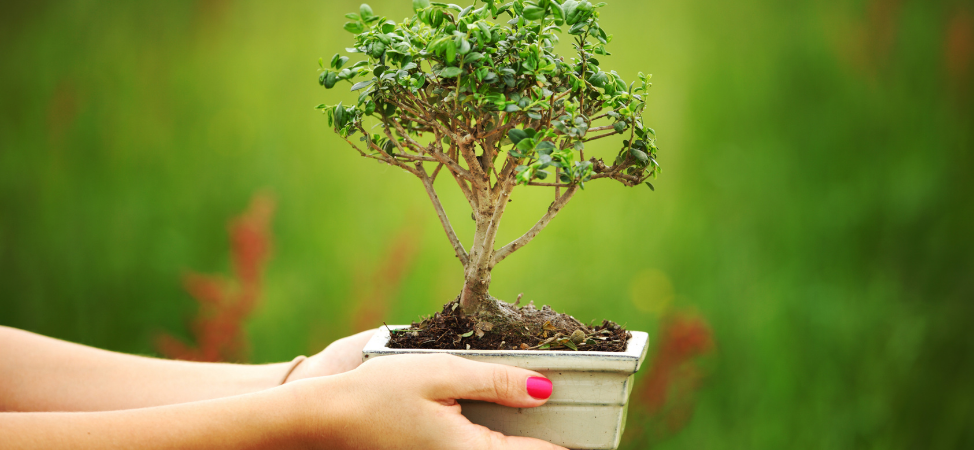 Everything You Need to Know about Keeping Bonsai Healthy - Bonsai Shop