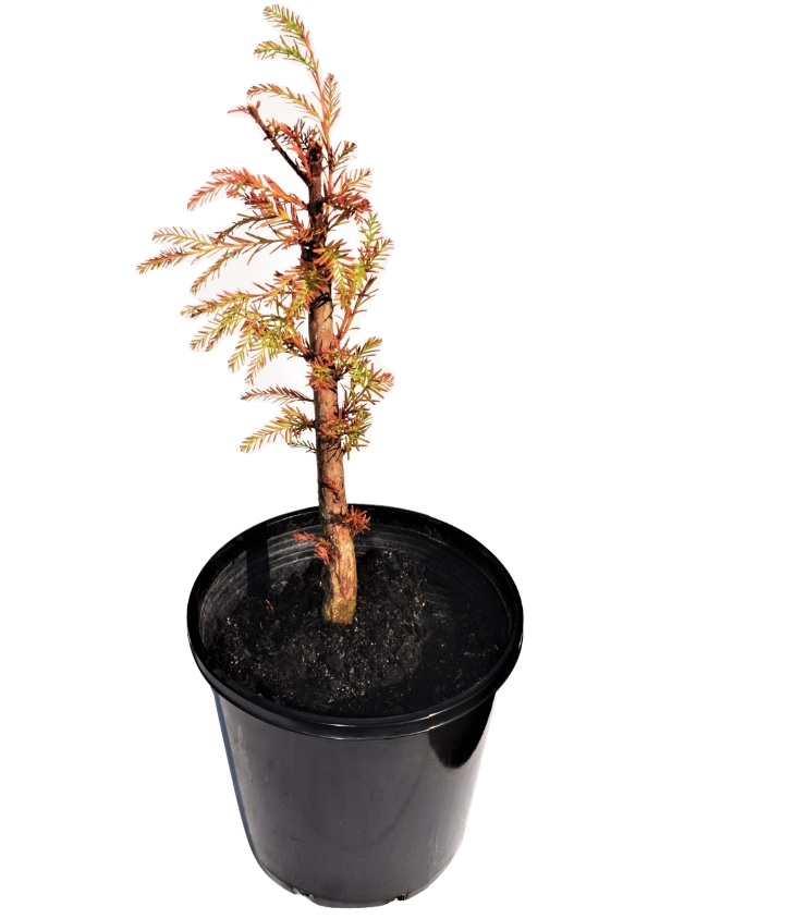 Taxodium Bonsai Tree Starter - Medium | Buy Bonsai