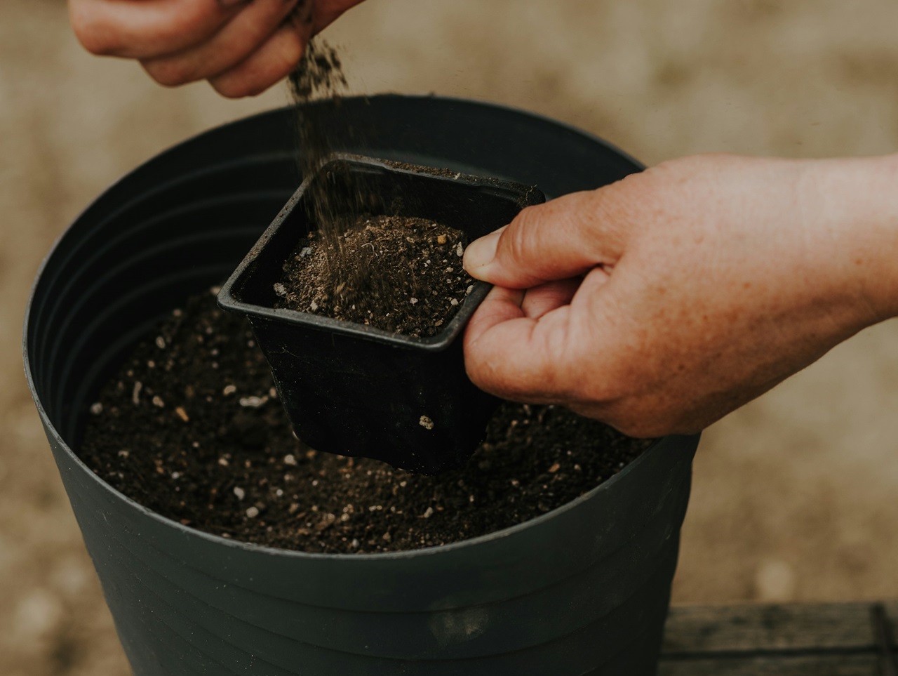Choosing the Right Soil for Your Bonsai Trees: A Guide
