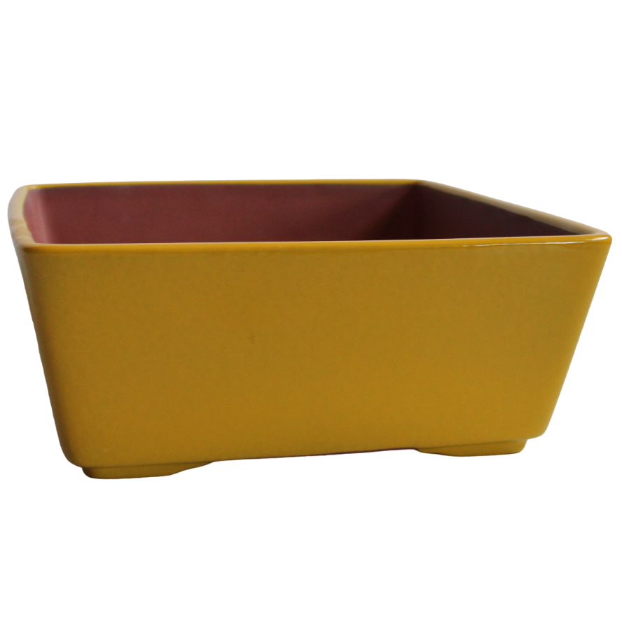 210mm Yellow Square Bonsai Pot - Bonsai Shop