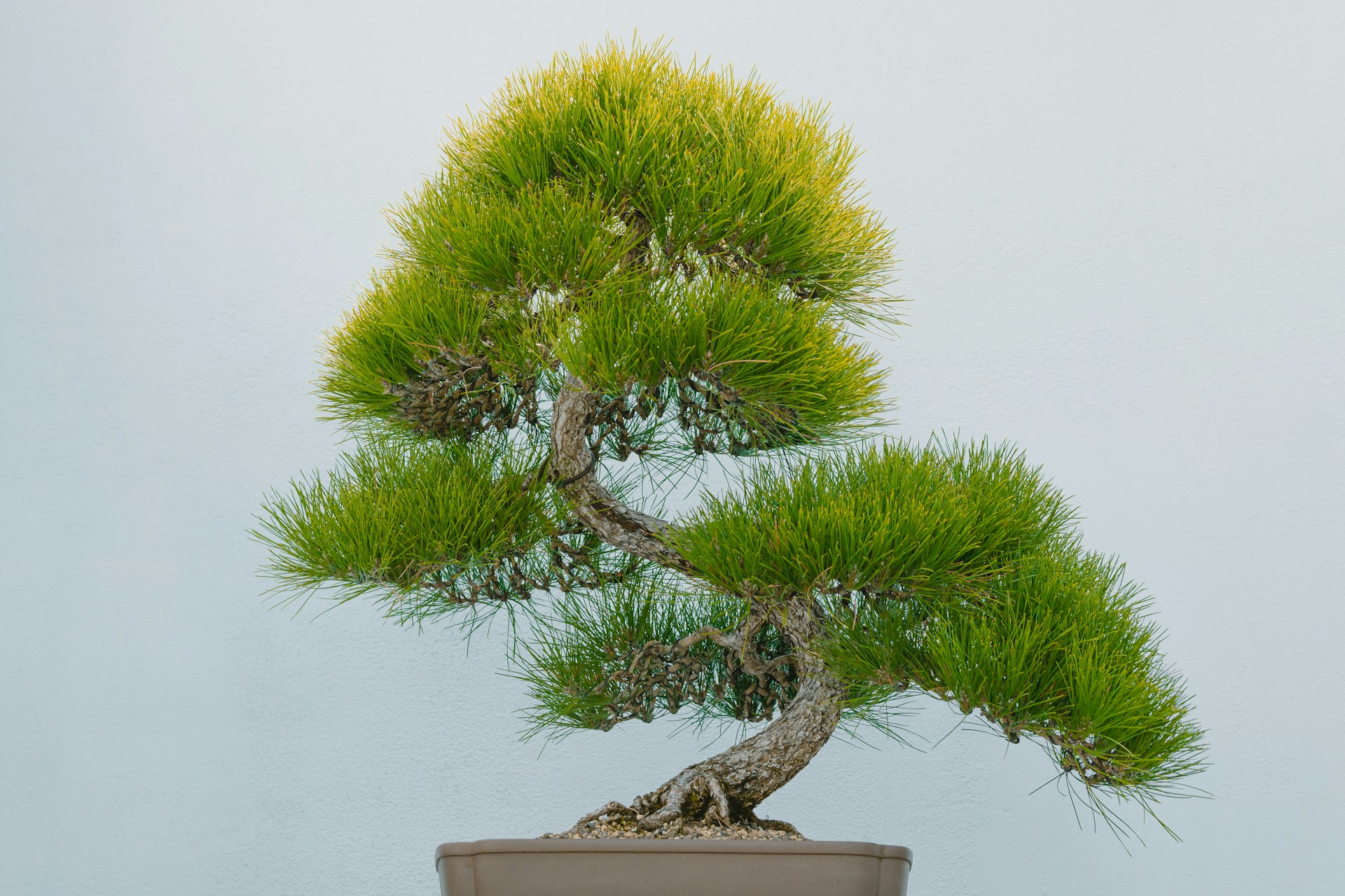 Essential Tools for Bonsai Pruning Success