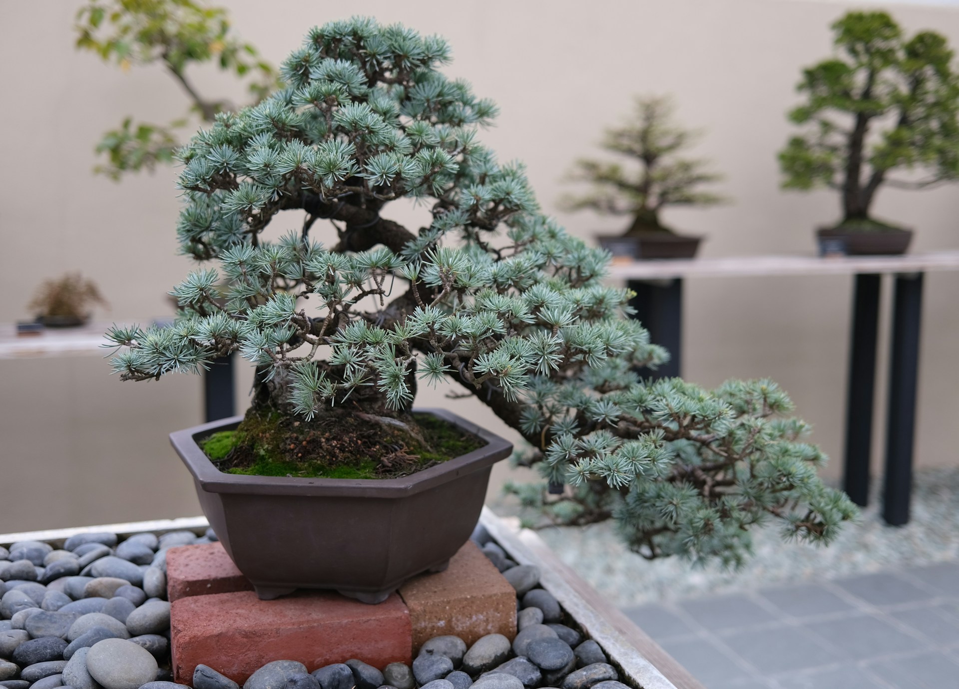 How to Train Your Bonsai Tree Effectively